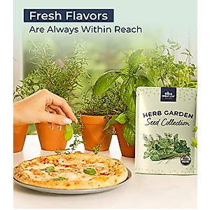 Organic Herb Seeds for Planting, Indoor Outdoor and Hydroponic Garden, incl Basil Cilantro Mint and Dill Seeds, Non GMO and USDA Certified Organic, Gardening Variety Pack