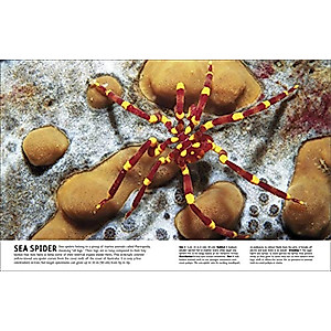 The Animal Book: A Visual Encyclopedia of Life on Earth (DK Our World in Pictures)