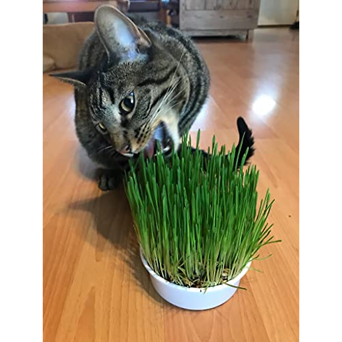 Pureness Oat Garden Kit, 1-Ounce, Greens