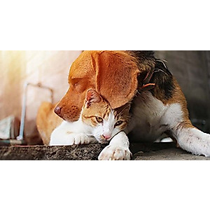 PETS HEALTH SOLUTION Urinary Supplements for Cats - Best Urinary Tract Support - CAT and Dog Treats - Natural Way - cat Marshmallows - 270 Treats (3 Bottle)