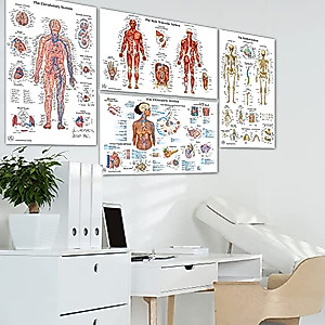 6 Anatomy Posters - 18x30, Medical Posters, Skeletal System, Female and Male Muscular Systems, Respiratory System, Circulatory System, Endocrine System, Anatomical Charts, Human Anatomy Learning, Nursing, Chiropractic, Medical Decor, Laminated