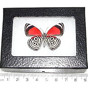 BicBugs Diaethria clymena Verso Real Framed Butterfly RED White 88 OCHO OCHO Verso Peru