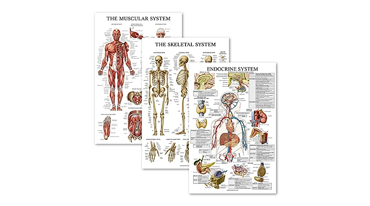 Palace Learning 3 Pack - Muscle + Skeleton + Endocrine System Anatomy ...