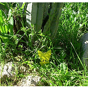 21C 21 CENTURY SOLUTIONS Yellow Sticky Fly Traps (25 Pack) for Gnat Whitefly Fungus Gnat Aphid Small Insects - Houseplant Disposable Glue Trappers - Bug Catcher - Butterfly Shape