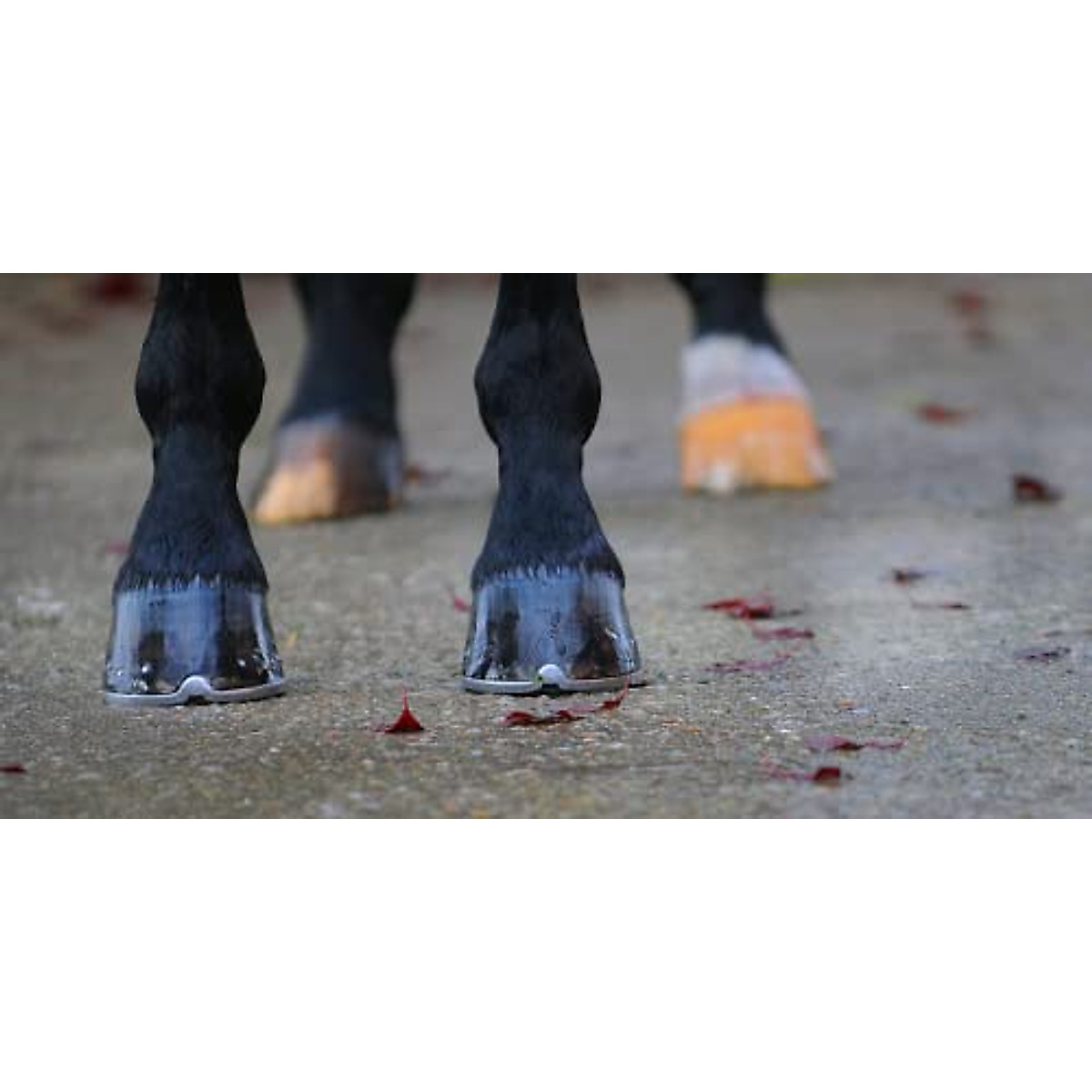 Tack Shack of Ocala Effol Hoof Ointment, Effol Hoof Oil, Effol Black Hoof Ointment, Hoof Ointment for Horses, Hoof Oil for Horses, Hoof Care for Horses, Hoof Ointment (Hoof Oil (16.7 fl oz))