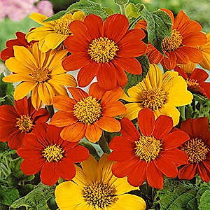 Outsidepride Orange Tithonia Mexican Sunflower Garden Cut Flowers & Climbing, Vining Plant Mix - 500 Seeds