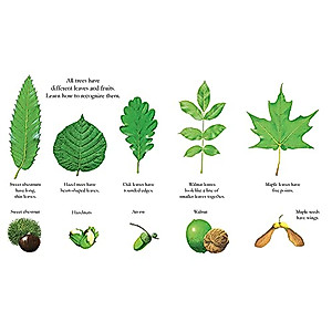 Trees (My First Discovery Paperbacks)