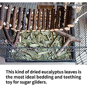 NEOUZA Sugar Glider Small Animal Bedding, Chew Treats, Molar Toys, 200g Natural Dried Eucalyptus Leaves and Twigs (200g Eucalyptus Leaves)
