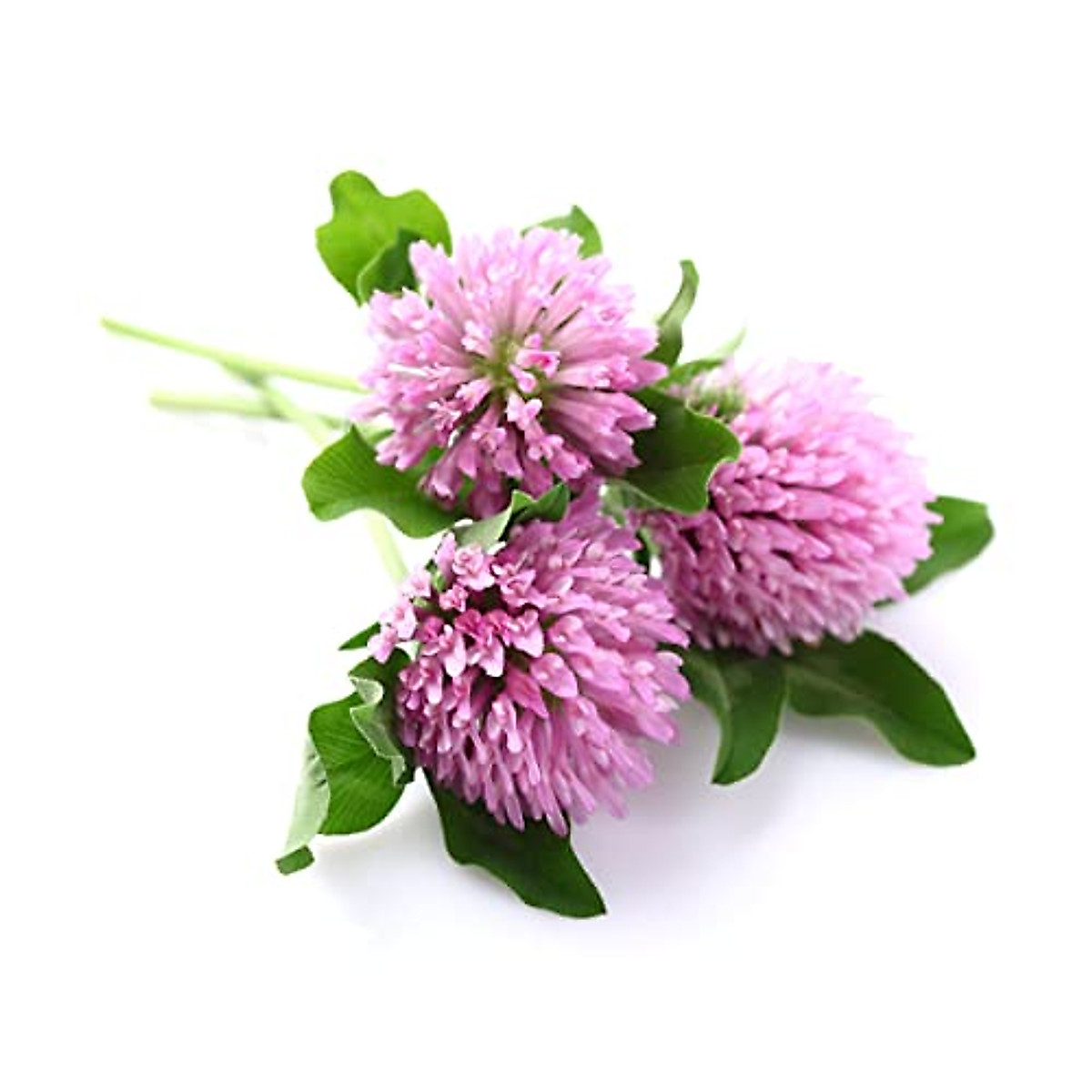 Todd's Seeds Red Clover Seeds, Non-GMO, Chemical Free, High Germination (1/4 Pound)