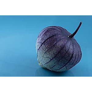 Purple Chinese Lantern Seeds for Planting - 50 Seeds - Exotic Garden Seeds - Ships from Iowa, USA