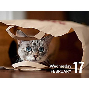 Cats 2021 Mini Day-to-Day Calendar