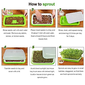 SUNPRO 3-Pack Seed Sprouter Tray BPA Free PP Soil-Free Big Capacity Healthy Wheatgrass Grower Sprouting Container Kit (3Packs,Green Mesh Tray with 6 Zone,White Bottom Tray)