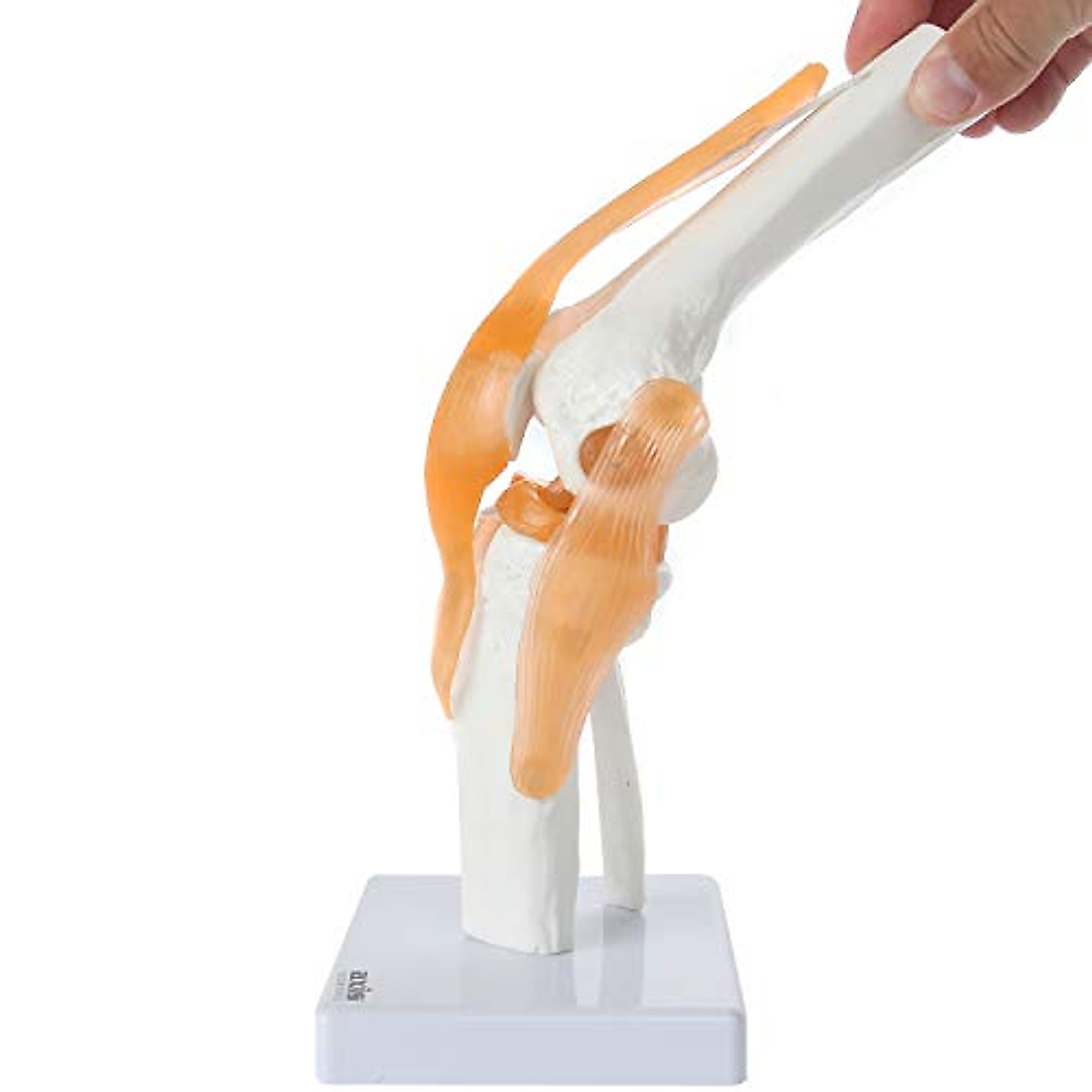 Knee Model Anatomy - Anatomically Correct Knee Joint Model with Ligaments and Muscles, Human Knee Model, Display Movement, Includes Base, Detailed Full Color Product Manual, Made by Axis Scientific