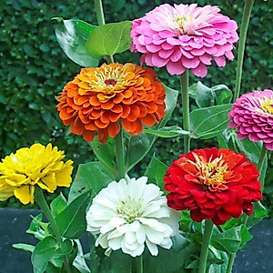 Zinnia Seeds - Dahlia Flowered - Packet - Pink/Yellow/Orange Flower Seeds, Open Pollinated Seed Attracts Bees, Attracts Butterflies, Attracts Hummingbirds, Attracts Pollinators
