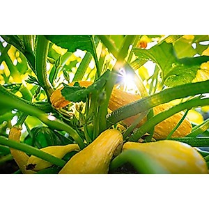 Crookneck Summer Squash Seeds for Planting, 30+ Heirloom Seeds Per Packet, (Isla's Garden Seeds), Non GMO Seeds, Botanical Name: Cucurbita moschata, Great Home Garden Gift