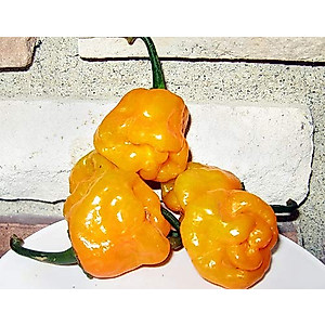 30+ Scotch Bonnet Jamaican Hot Yellow Pepper Seeds Heirloom Non-GMO Ship from USA