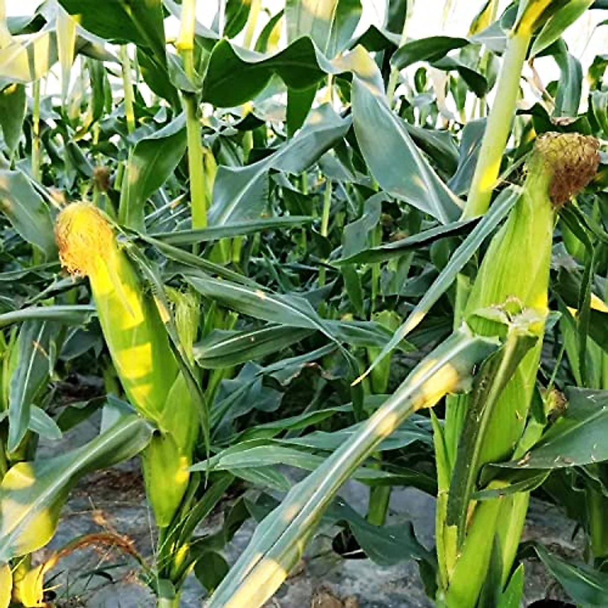 200 pcs "Peaches and Cream" Bi-Color Sweet Corn Seeds, Non GMO ...