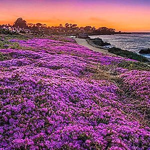 Magic Creeping Thyme Seeds - 10000+ Seeds Ground Cover Flowers Perennial Thyme - Non-GMO Thymus Serpyllum Seeds for Planting