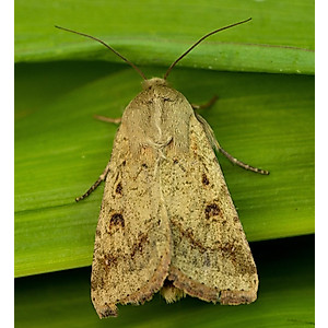 VivaTrap VT-101 Corn Earworm + Tomato Fruitworm Moth Trap & Lure (2 Pack, 8 Week)