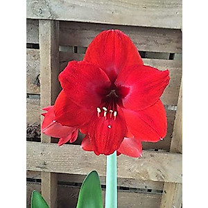 5 Red Lion Amaryllis Bulbs. Special Holiday Bulk Pricing! Wonderful to Gift As-is to Your Friends, or Jazz These Bulbs up Yourself with Clever Packaging to Put Your Own Style Into Your Gift!