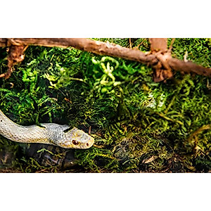 Galápagos (05213) Terrarium Green Sphagnum Moss, Natural, 4 Quart