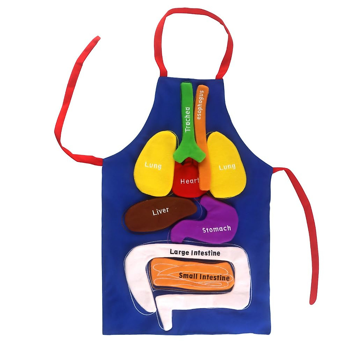 PRIMUZ 3D Organ Apron For Home Preschool Teaching Aid,Human Body Removabl Organs Apron ，Vital Organ Apron That Helps Children Understand The Internal Structure Of The Bod