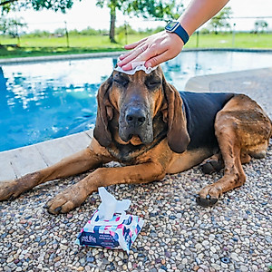 Pet Life Unlimited Dog Ear Wipes, Dog Eye Wipes - Plant-Based Dog Ear Cleaner Wipes with Moisturizing Aloe Leaf & Soothing Chamomile - Fragrance Free Eye and Ear Wipes for Dogs - 30 Count (Pack of 1)