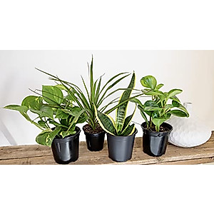 Altman Plants, Classic Houseplant Collection (4PK) Live Plants Indoor Plants Live Houseplants in Plant Pots, Easy House Plants Indoors Live, Snake Plant, Pothos in Potting Soil, Clean Air Plants