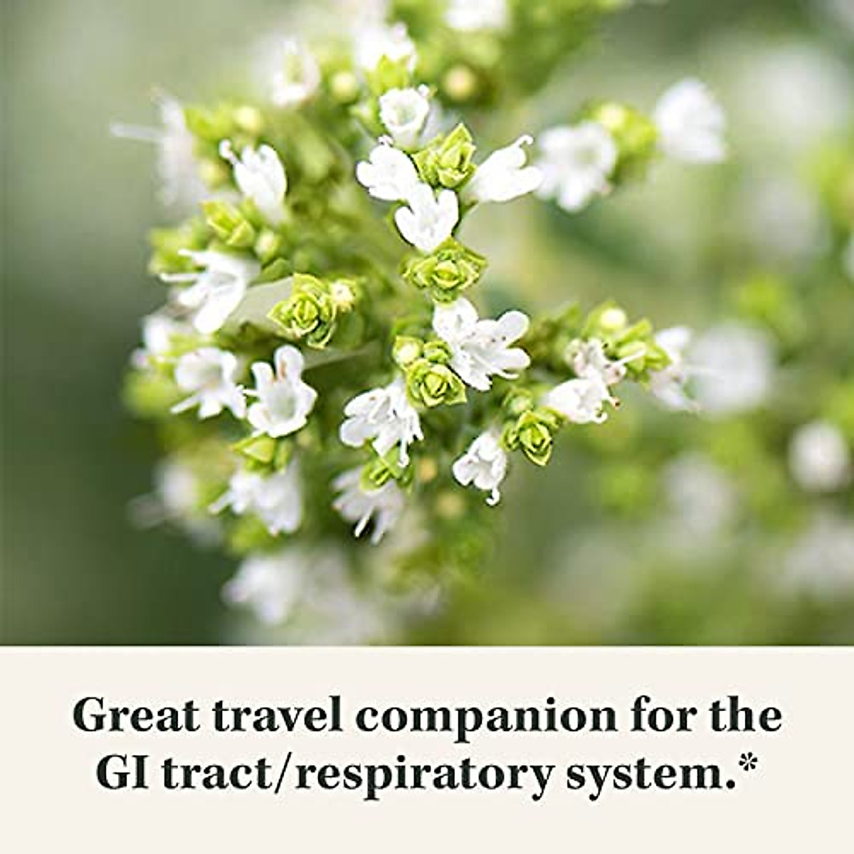 Gaia Herbs Oil of Oregano - Immune and Antioxidant Support Supplement to Help Sustain Overall Well-Being - with Oregano Oil, Carvacrol, and Thymol - 60 Vegan Liquid Phyto-Capsules (30-Day Supply)