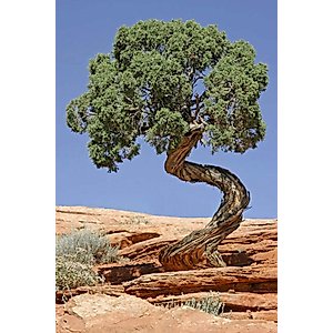 Utah Juniper Seeds for Planting (30 Seeds) - Highly Prized Bonsai Species - Juniperus osteosperma