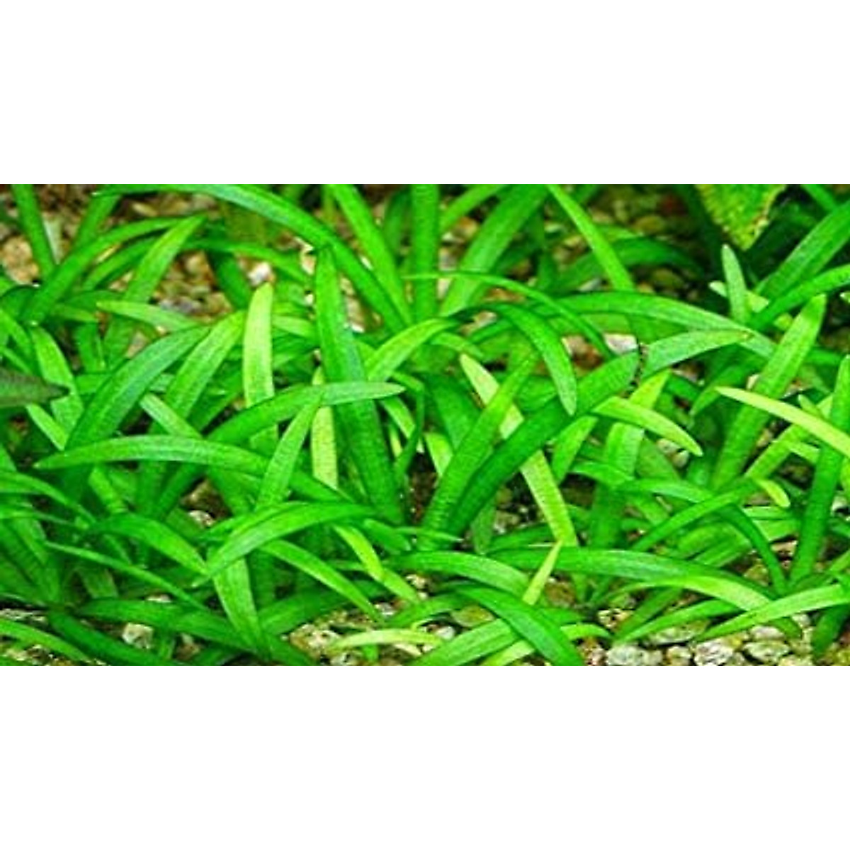 Marcus Fish Tanks - 10x Dwarf Sagittaria Subulata Live Aquarium Plant Dwarf Sag Freshwater Aquatic Carpeting Plant BUY2GET1FREE