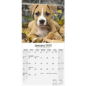 American Staffordshire Terrier Calendar - Dog Breed Calendars - 2022 - 2023 wall calendars - 16 Month by Avonside