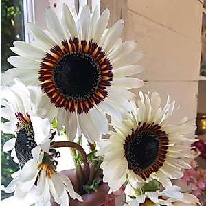 CHUXAY GARDEN 50 Seeds White Zulu Prince African Daisy Seed,Venidium Fastuosum,Cape Daisy,Monarch of The Veld Beauty White Flowers Heat Tolerant Easy Care