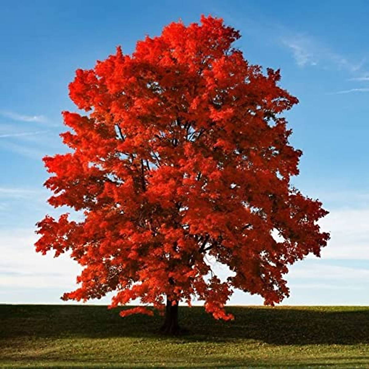 50+ Red Maple Seeds for Planting Outdoors - Heirloom Maple Tree Seeds (Acer rubrum) - Made in USA, Ships from Iowa