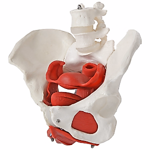 Axis Scientific Anatomy Model of Female Pelvis, Pelvic Floor Muscles and Reproductive Organs | Removable Organs Include Uterus, Colon and Bladder | Includes Product Manual