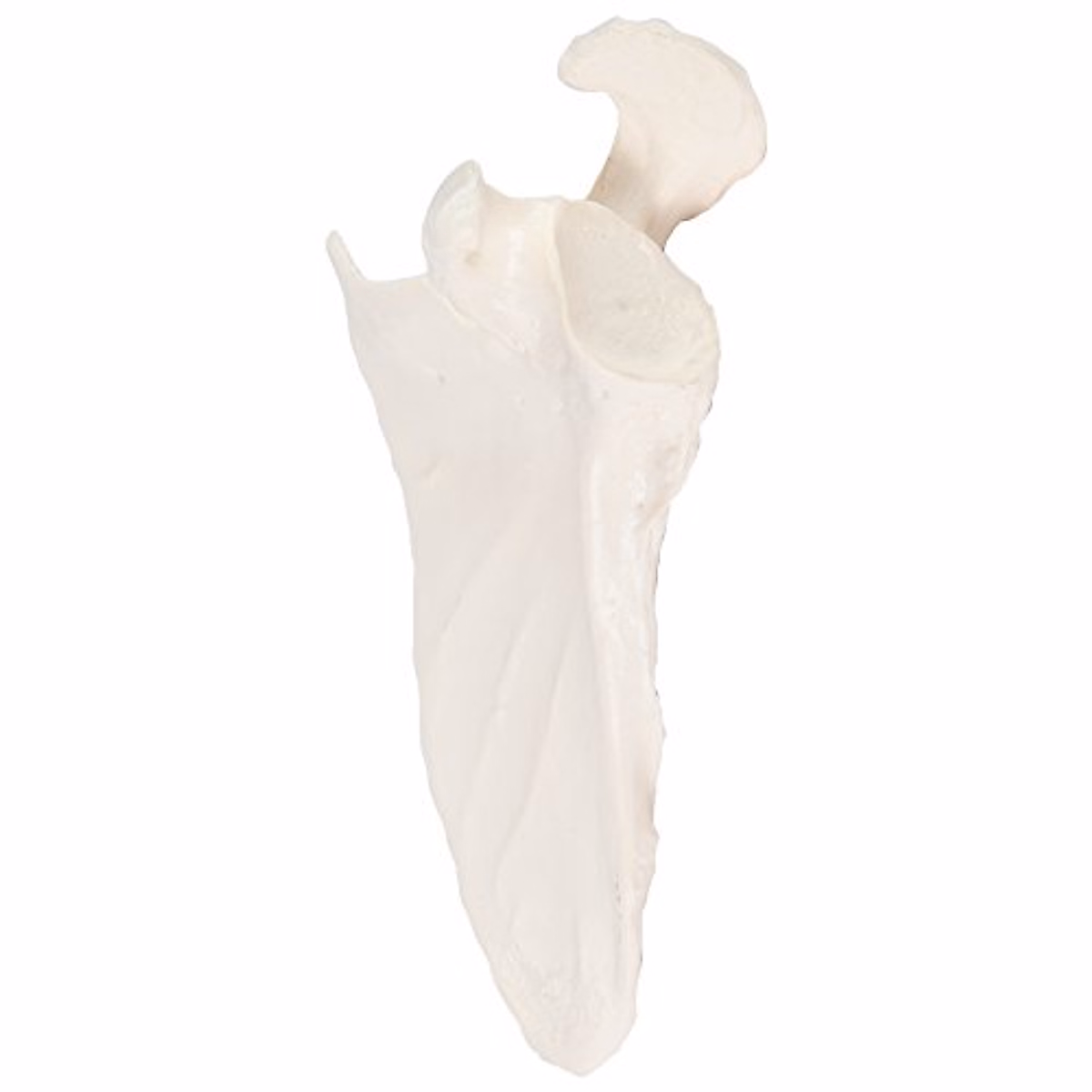 Axis Scientific Shoulder Anatomy Model of Right Scapula Bone | Shoulder Blade Model Details Skeletal Anatomy of Scapula | Scapula Model Shows Bony Landmarks and Anatomical Detail