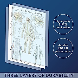 Palace Learning Muscular System & Spinal Nerves Anatomical Poster Set - LAMINATED - 2 Poster Set - Muscle and Spinal Nerves Anatomy Chart Set 18" x 24" (Muscle/Spine)
