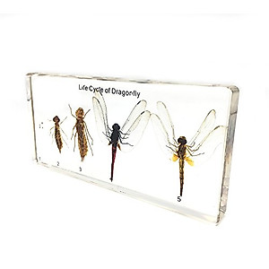 Lifecycle of a Dragonfly Science Classroom Specimens for Science Education