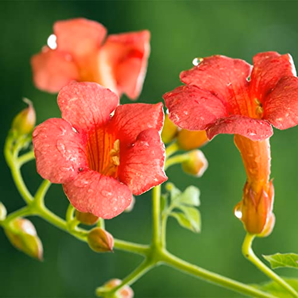 QAUZUY GARDEN- 20 Dark Red Hummingbird Trumpet Vine Seeds Hardy Striking Vine Plant for Garden and Outdoor Hummingbirds Love It
