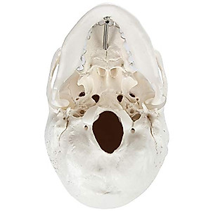 Axis Scientific Human Skull Model Life Size, 3-Part Medical Anatomical Skull Replica Includes Skull Cap with External and Interior Structures, Detailed Product Manual for Medical Students, Study