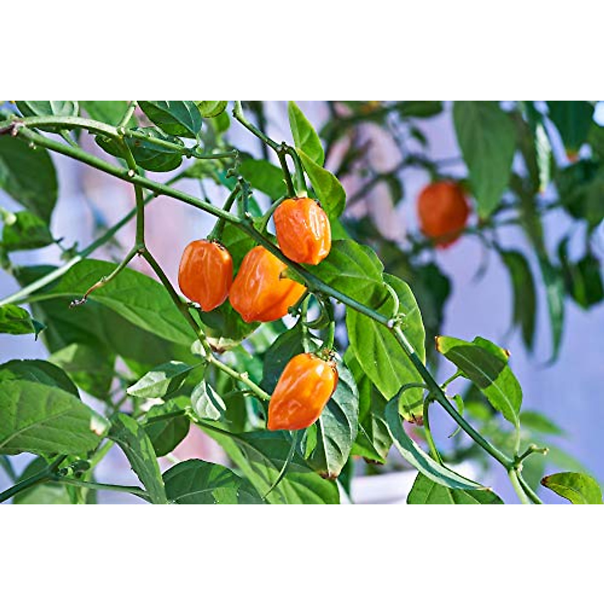 Habañero Seeds for Planting, 25+ Heirloom Seeds Per Packet, Spicy & Hot Pepper, (Isla's Garden Seeds), Non GMO Seeds, Botanical Name: Capsicum chinense, Great Home Garden Gift