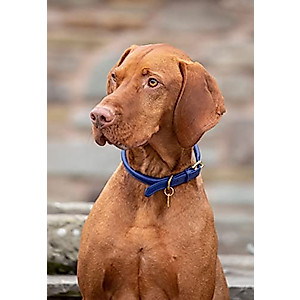 Digby & Fox Rolled Leather Dog Collar (Medium, Black)