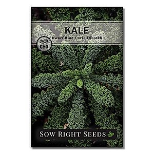 Sow Right Seeds - Dwarf Blue Curled Scotch Kale Seed for Planting - Non-GMO Heirloom Packet with Instructions to Plant a Home Vegetable Garden, Great Gardening Gift (1)