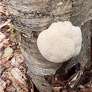 North Spore Lion's Mane Mushroom Plugs for Logs (100 Count) | Premium Quality Mushroom Plug Spawn | Handmade in Maine, USA | Grow Gourmet Mushrooms Outdoors on Logs