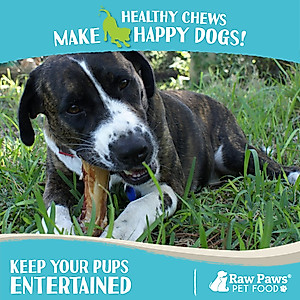 Raw Paws Smoked Beef Shin Bones for Dogs, 8-inch, 3-ct - Made in USA - Free-Range, Grass-Fed, Naturally Smoked Bones for Dogs - Dog Chew Bones for Aggressive Chewers - Beef Dog Bones for Large Dogs