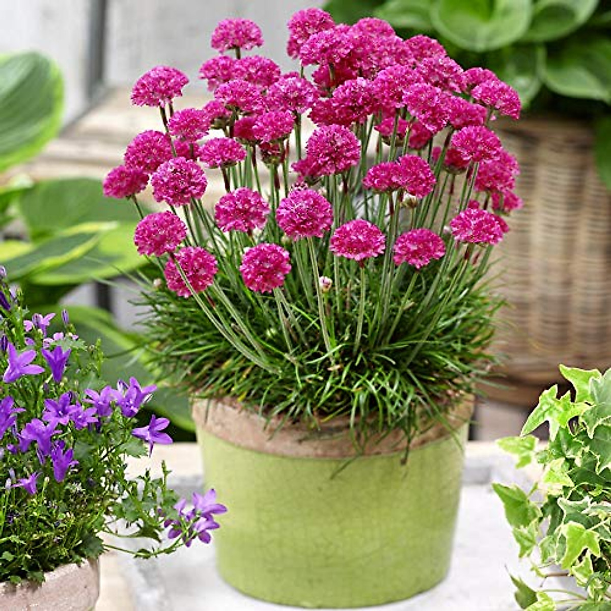 Outsidepride Armeria Maritima Thrift Sea Pink Garden Flower Plant Seed - 2000 Seeds