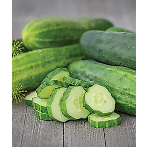 Burpee Straight Eight Slicing Cucumber Seeds 200 seeds