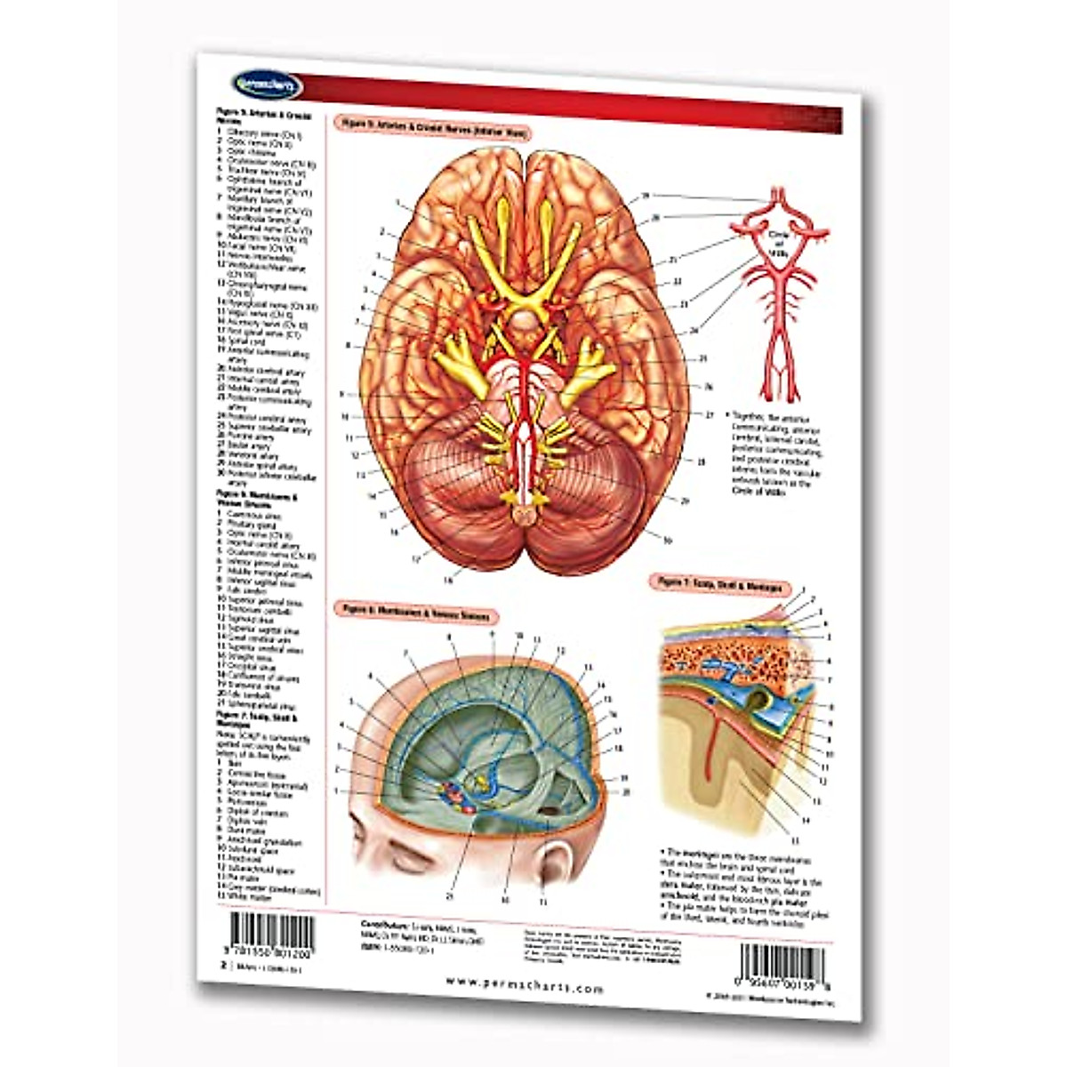 Permacharts Human Brain Chart - Laminated Medical Guide