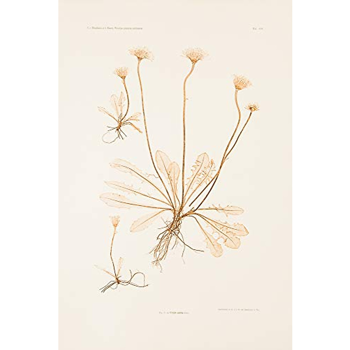 Crepis aurea