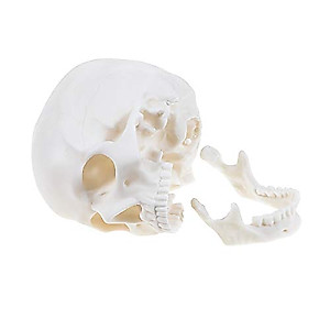 Medical Anatomical Skull Model - 1:1 Life Size Replica Anatomy Adult Human Head Bone for Science Lab, Educational